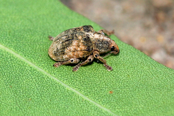 Eucalyptus Weevil – Peter Woodall – The Queensland Naturalists' Club Inc.