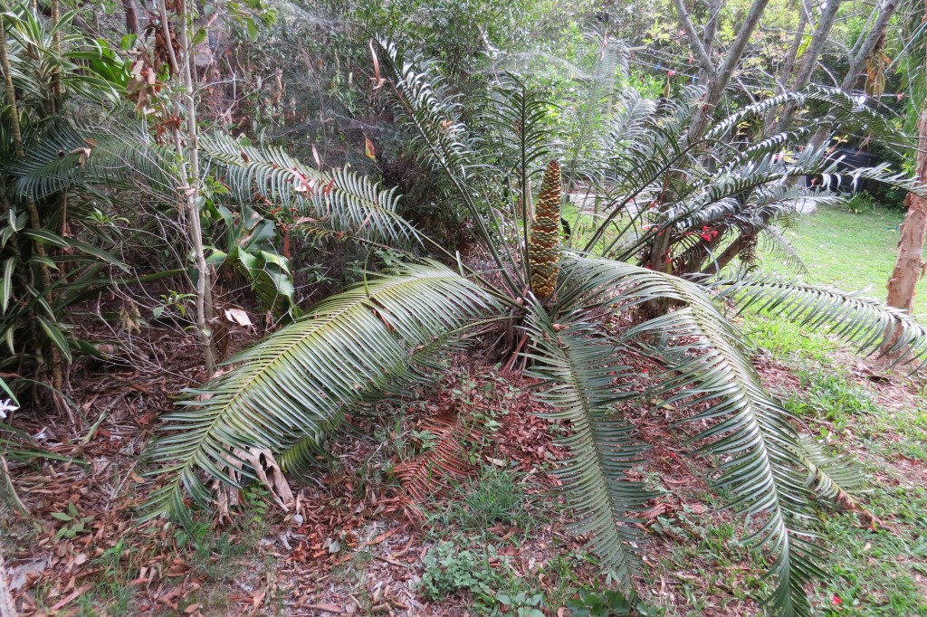 Lepidozamia peroffskyana – cone formation – David Shaw – The Queensland ...