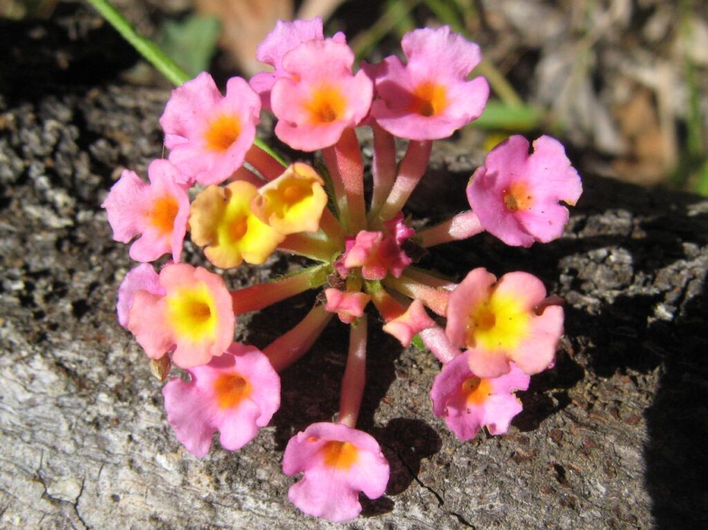 Pollination and Colour Effects – The Queensland Naturalists' Club Inc.