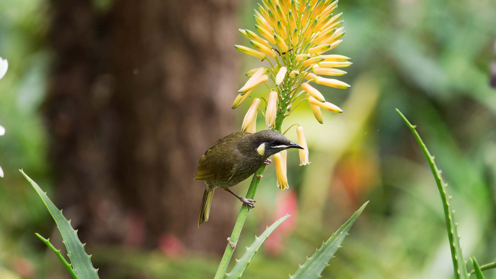 The Queensland Naturalists' Club Inc. – Preservation and protection of ...