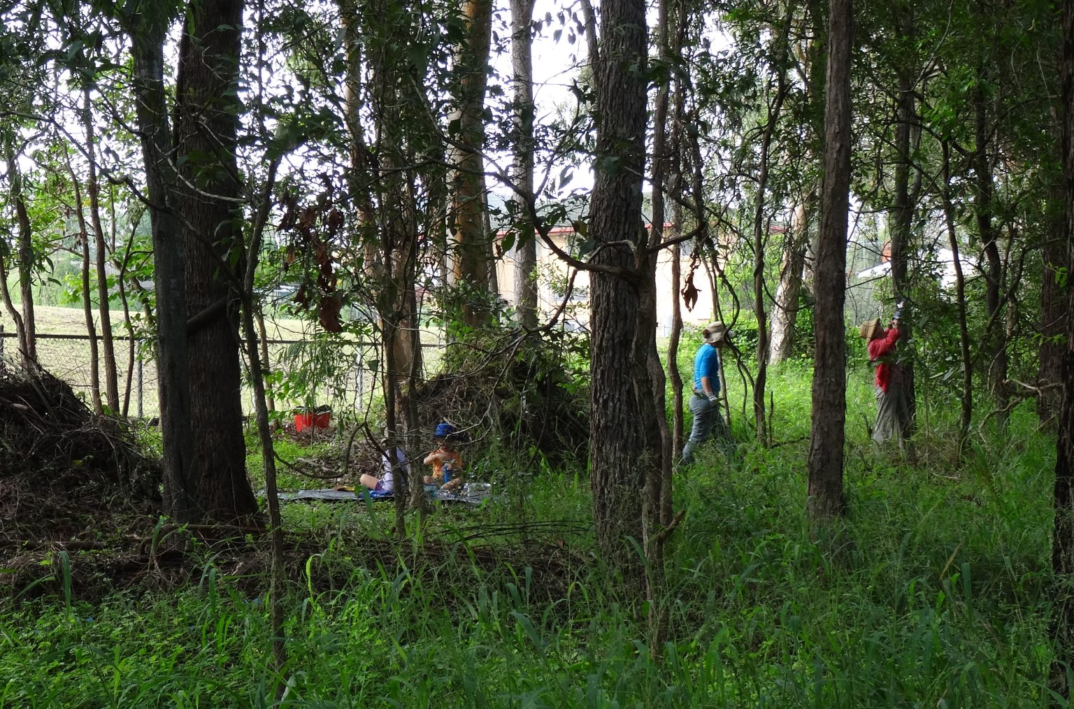 Roly Chapman Bushland Reserve – Day Excursion, Sat 21st June, 2025 at 9am – The Queensland ...