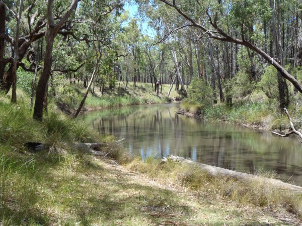 Barakula State Forest – Long Excursion, Sat 20 Sept to Tue 30 Sept 2025 – The Queensland ...
